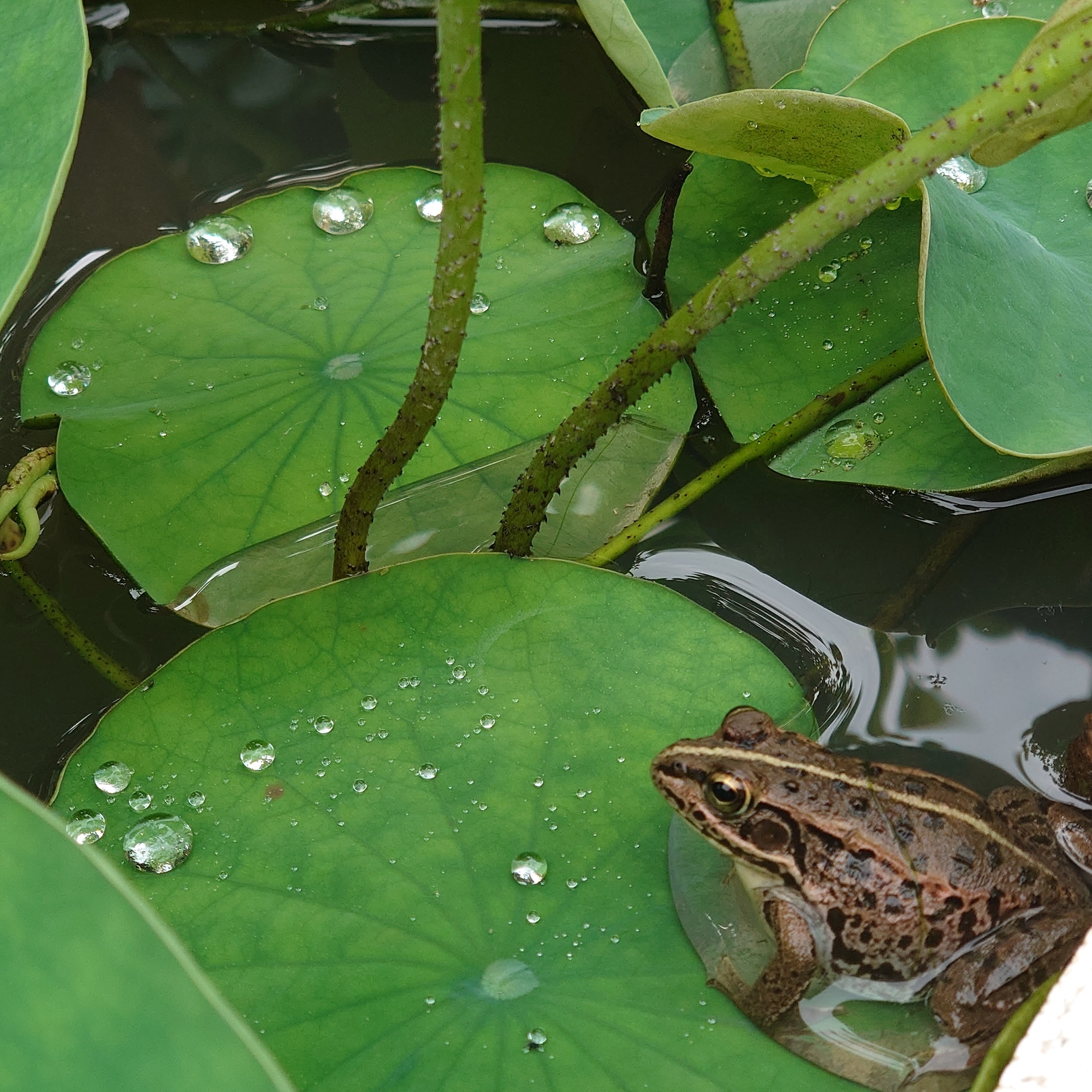 さなぶり: きままな時間
